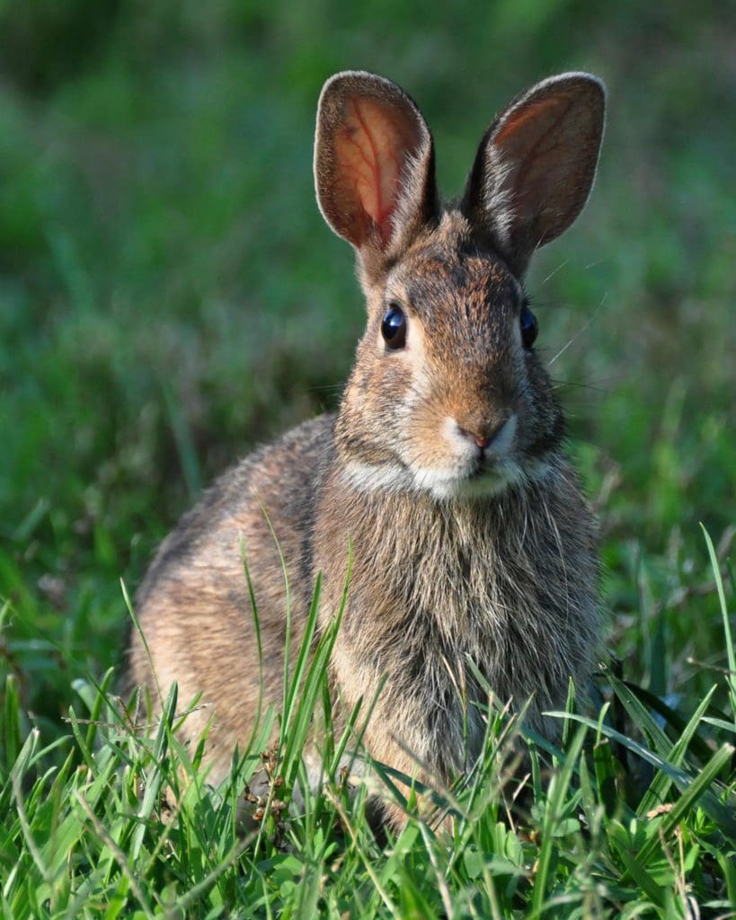 Virginia Living Museum | Bunny Break | Virginia Living Museum