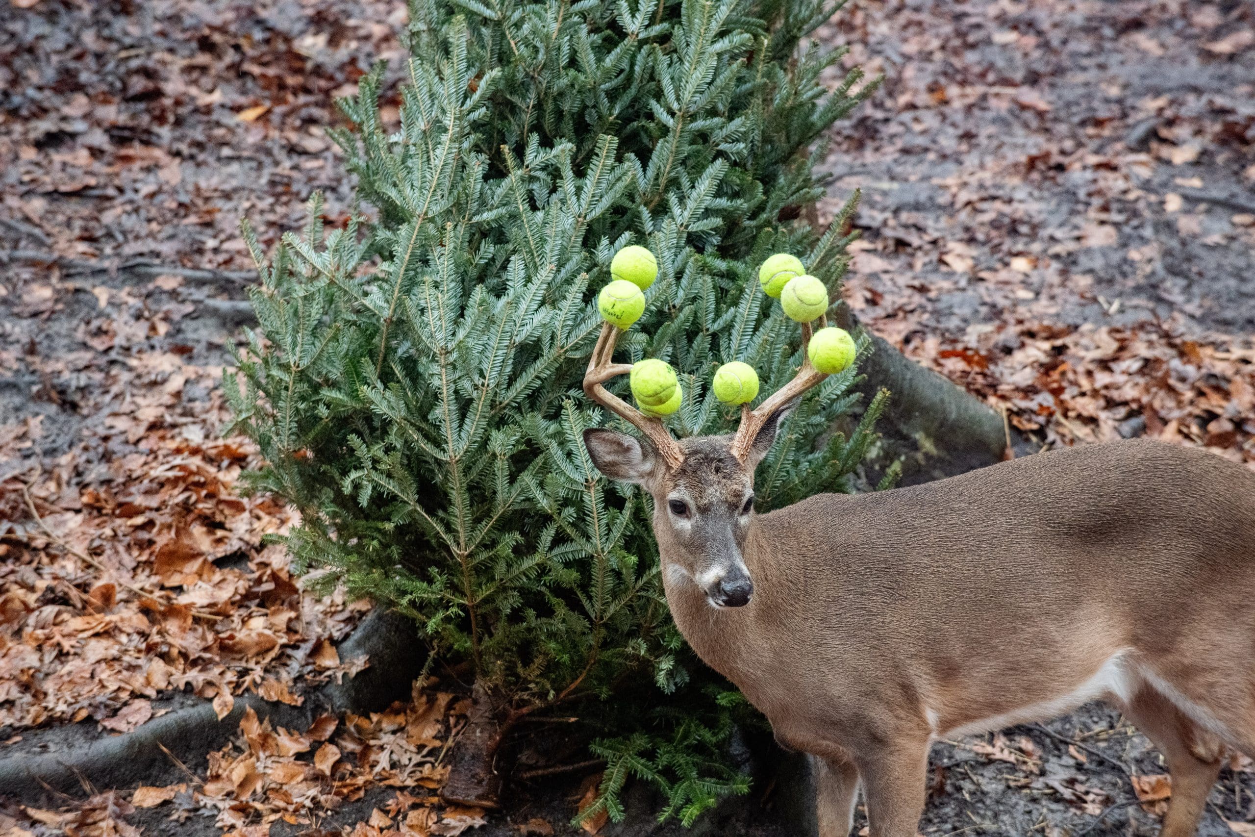 Browse Behind the Scenes: A Deer Encounter with Orion and Artemis ...