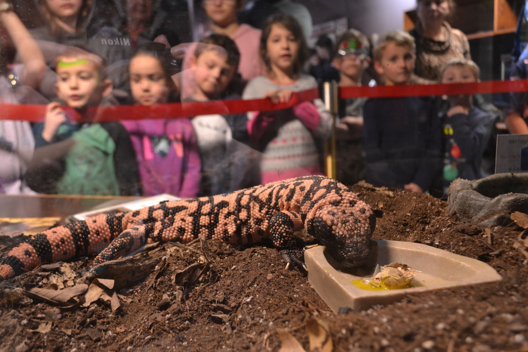 Museum Events | Virginia Living Museum