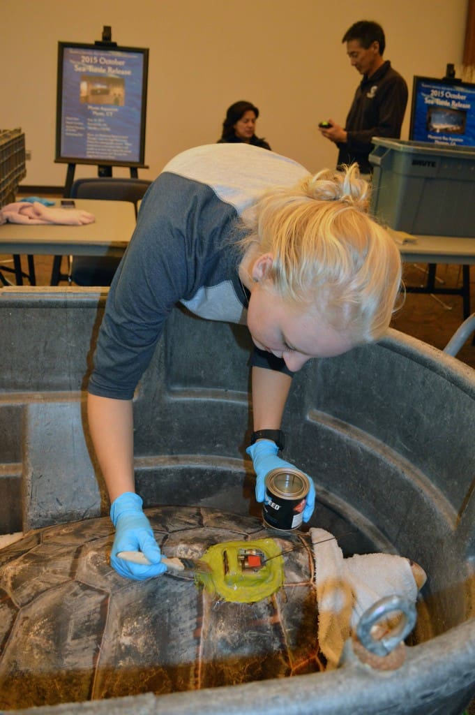 Abe the sea turtle is tagged and released - track her online ...