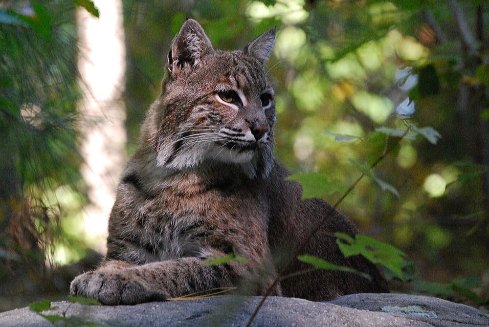 Bobcat | Virginia Living Museum
