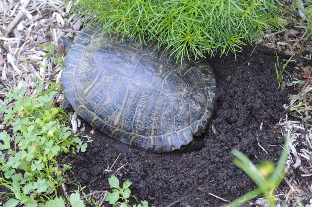 Herp Highlight #2: Red-Eared Slider | Virginia Living Museum