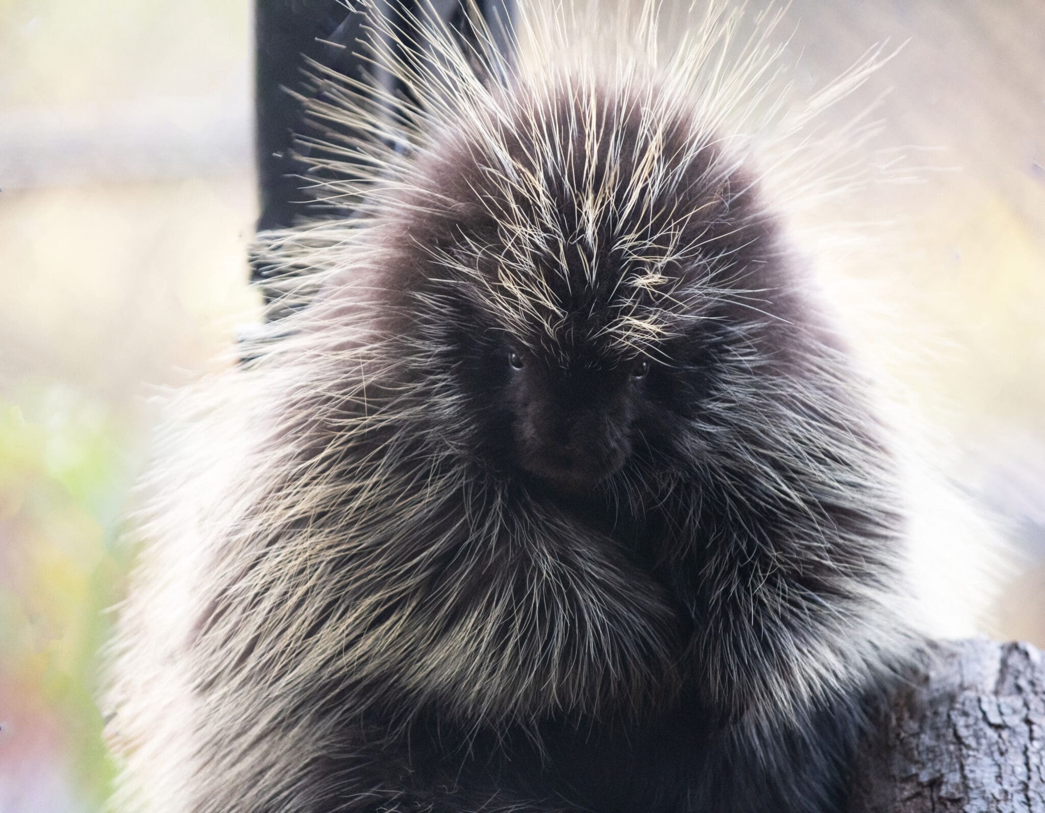 Exhibits | Virginia Living Museum