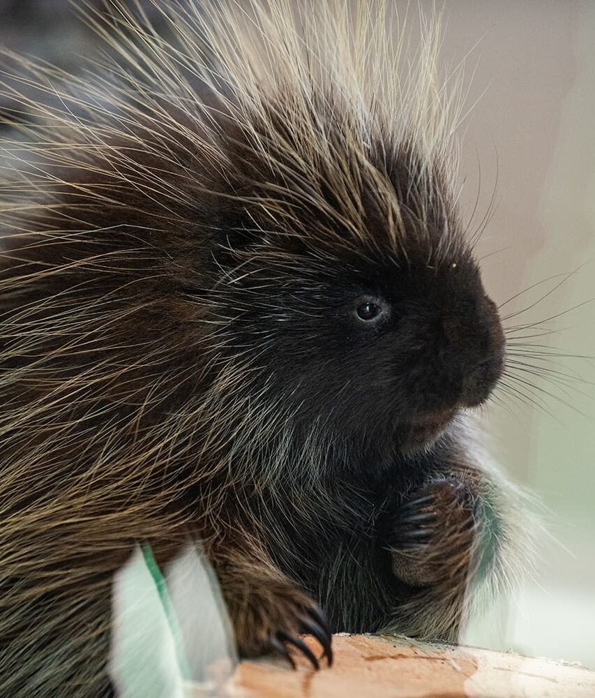 Danni | Virginia Living Museum