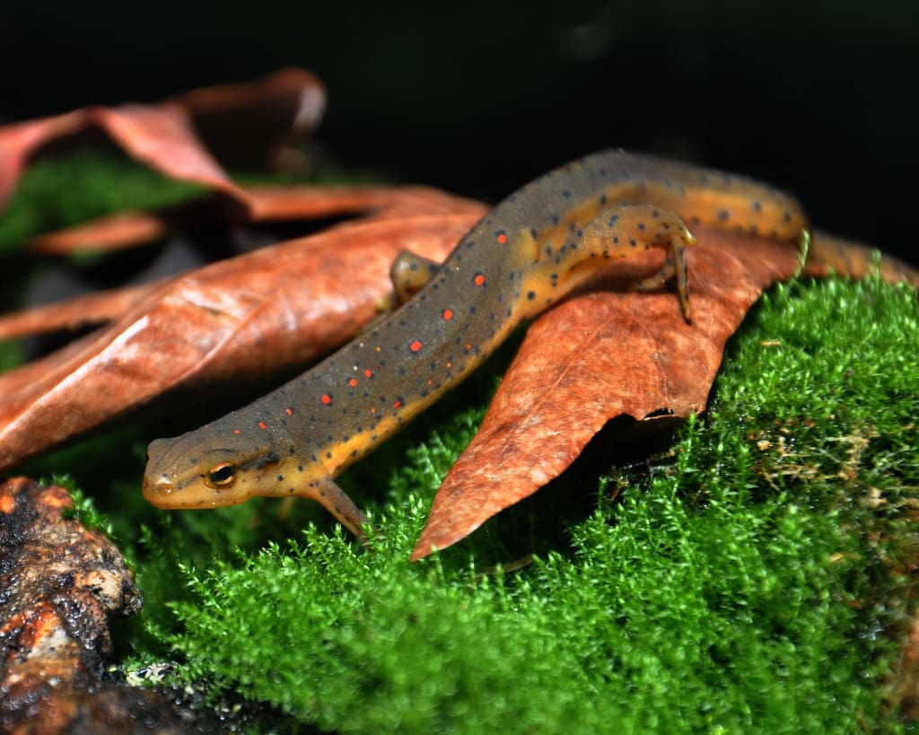 Happy "Newt" Year! | Virginia Living Museum