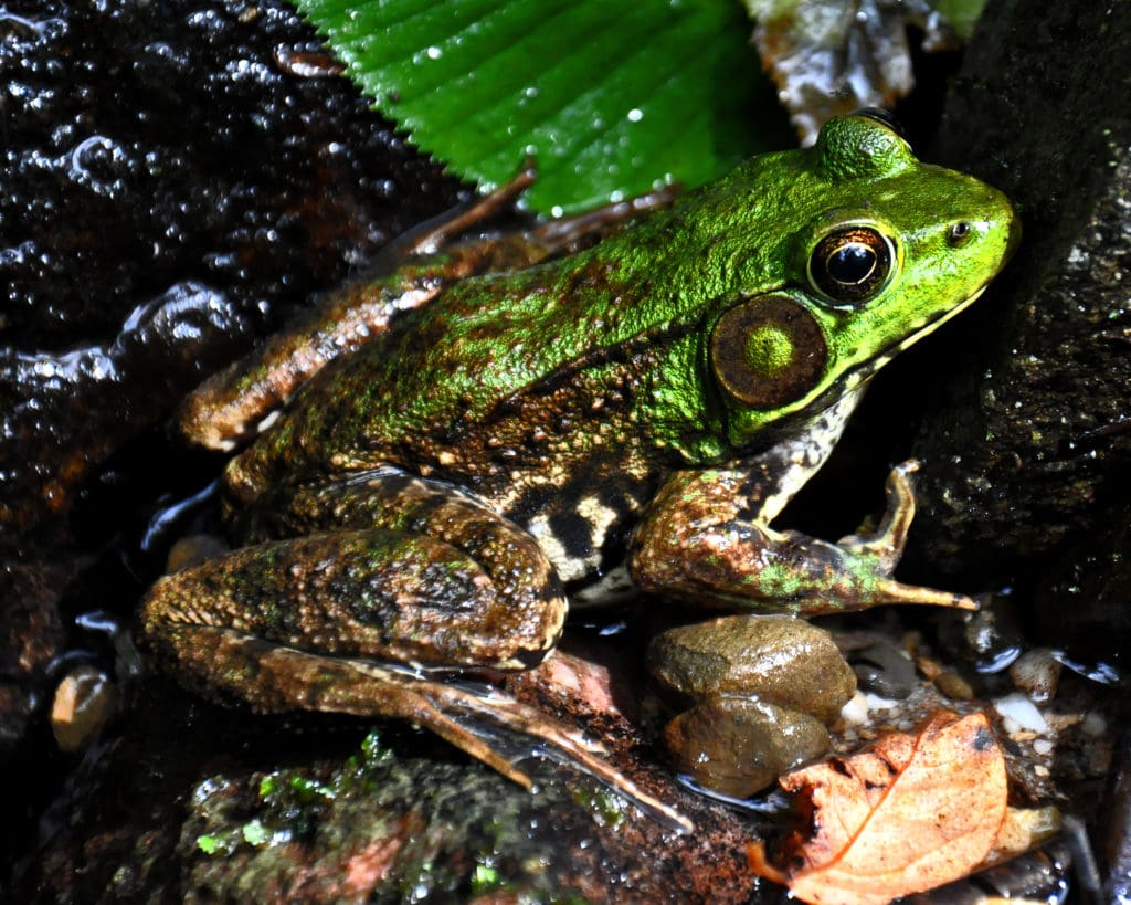 Become A Citizen Scientist With FrogWatch USA! | Virginia Living Museum