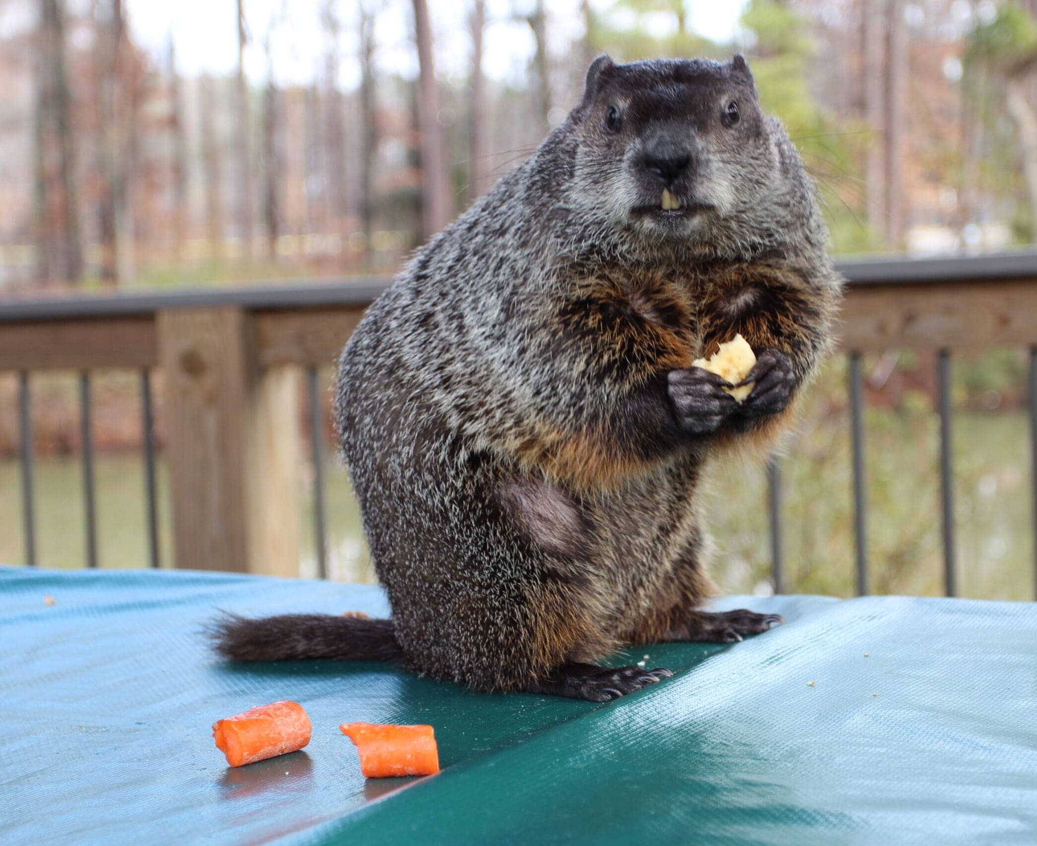 Groundhog | Virginia Living Museum