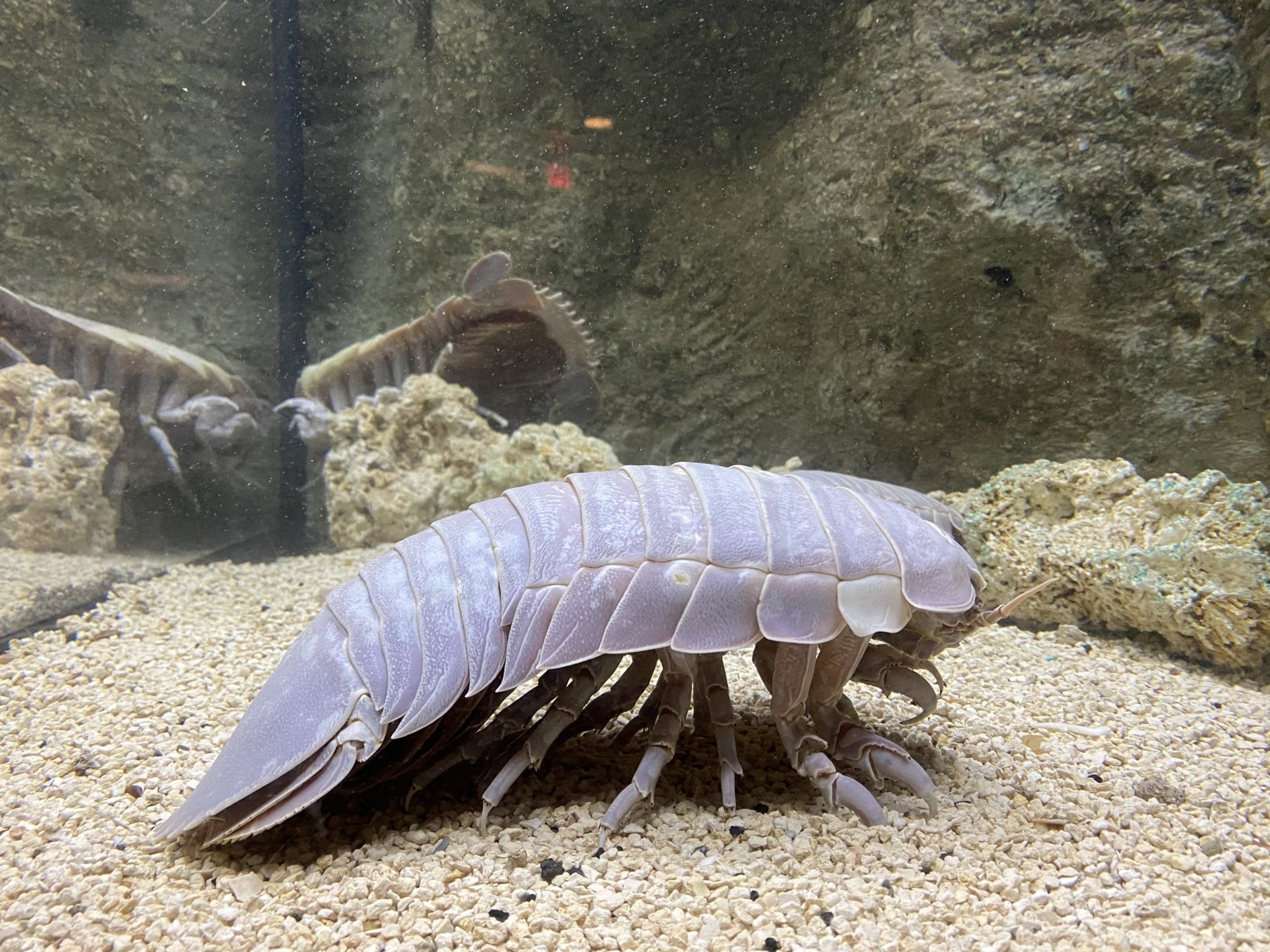 Just in time for Halloween - GIANT deep sea isopods! | Virginia Living ...