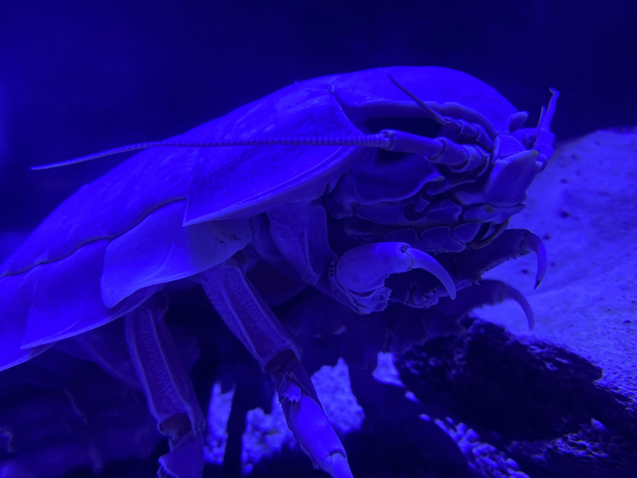 Just in time for Halloween - GIANT deep sea isopods! | Virginia Living ...