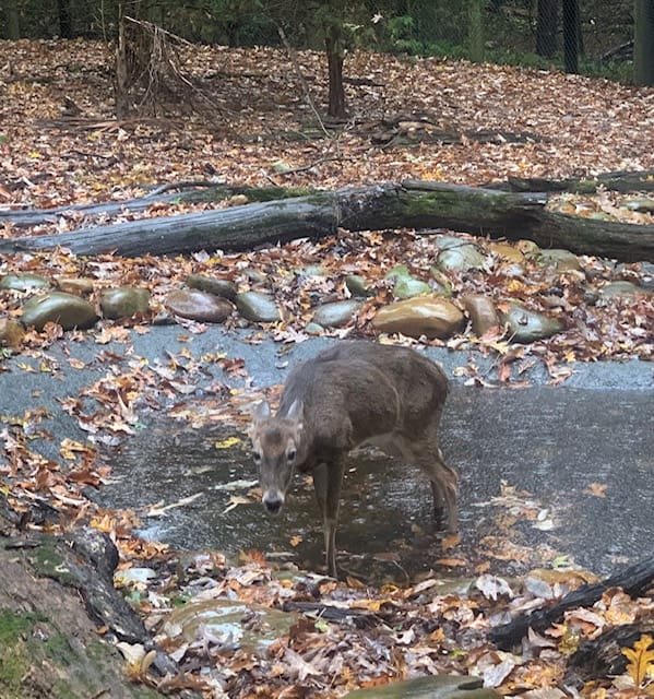 Saying goodbye to a deer friend | Virginia Living Museum