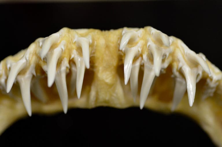 Shark Teeth | Virginia Living Museum