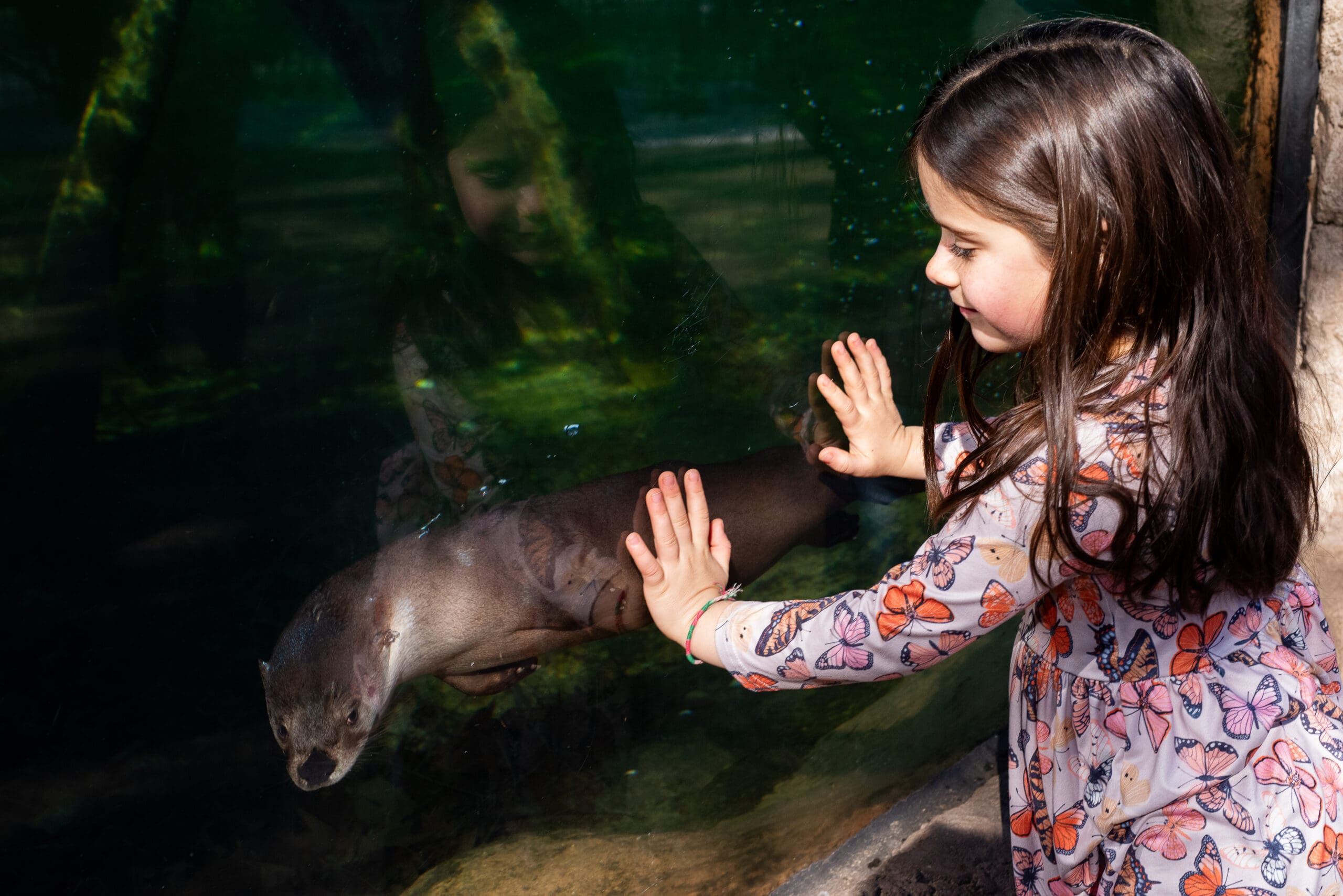 Inside River Otter Training: How Nora is Learning to Take Her Own EKG
