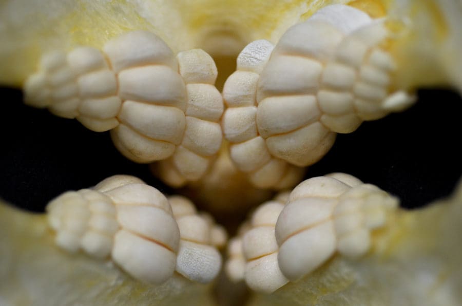 Shark Teeth | Virginia Living Museum