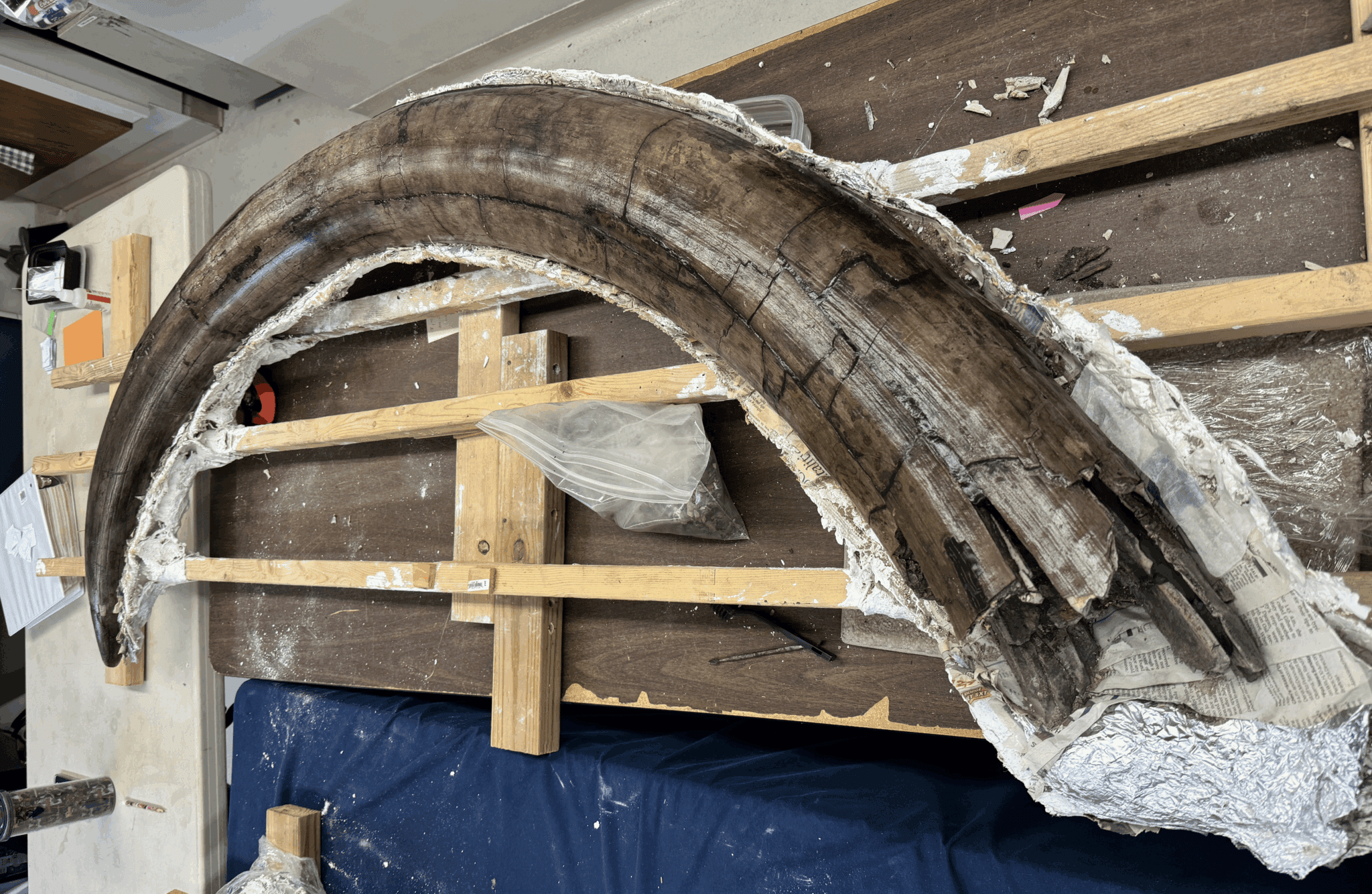 The Mystery of the Hart-Fiscella Mastodon | Virginia Living Museum