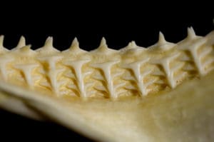 Shark Teeth | Virginia Living Museum