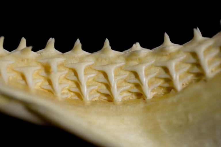 Shark Teeth | Virginia Living Museum