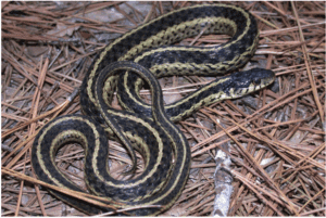 Virginia’s Common Snakes: How to Identify Them on Trails, Campsites ...