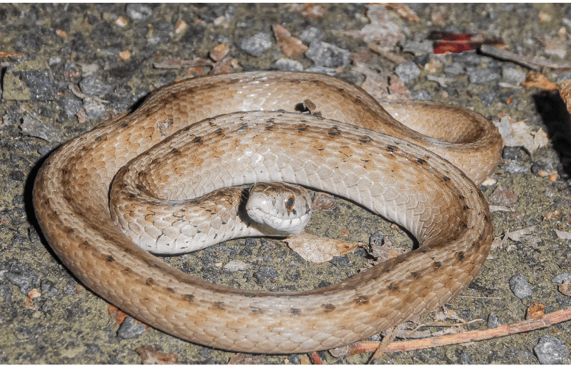 Virginia’s Common Snakes: How to Identify Them on Trails, Campsites ...
