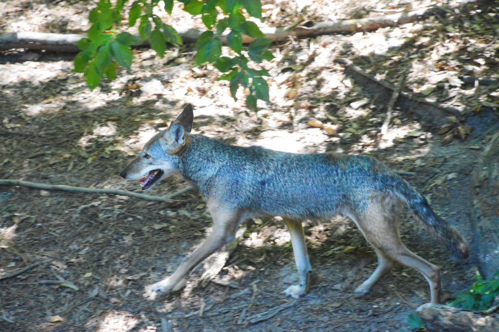 Virginia Living Museum Introduces New Female American Red Wolf ...