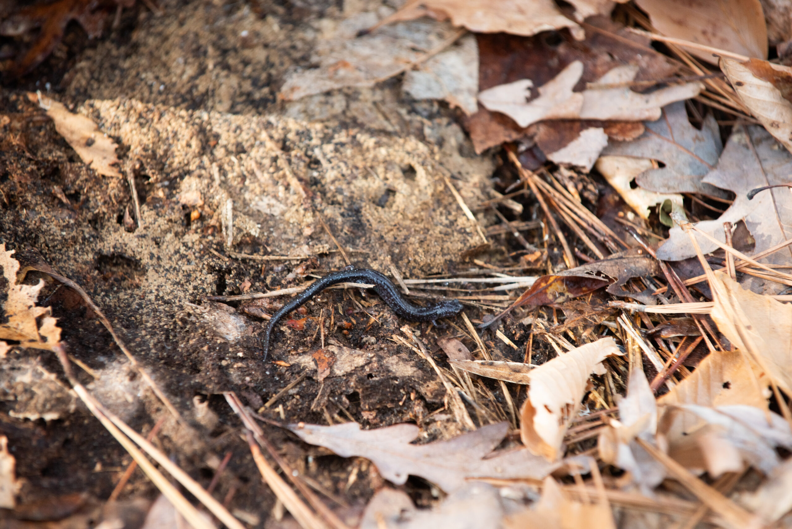 Museum Events | Virginia Living Museum