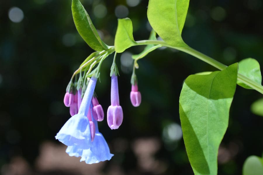 Virginia Bluebells | Virginia Living Museum