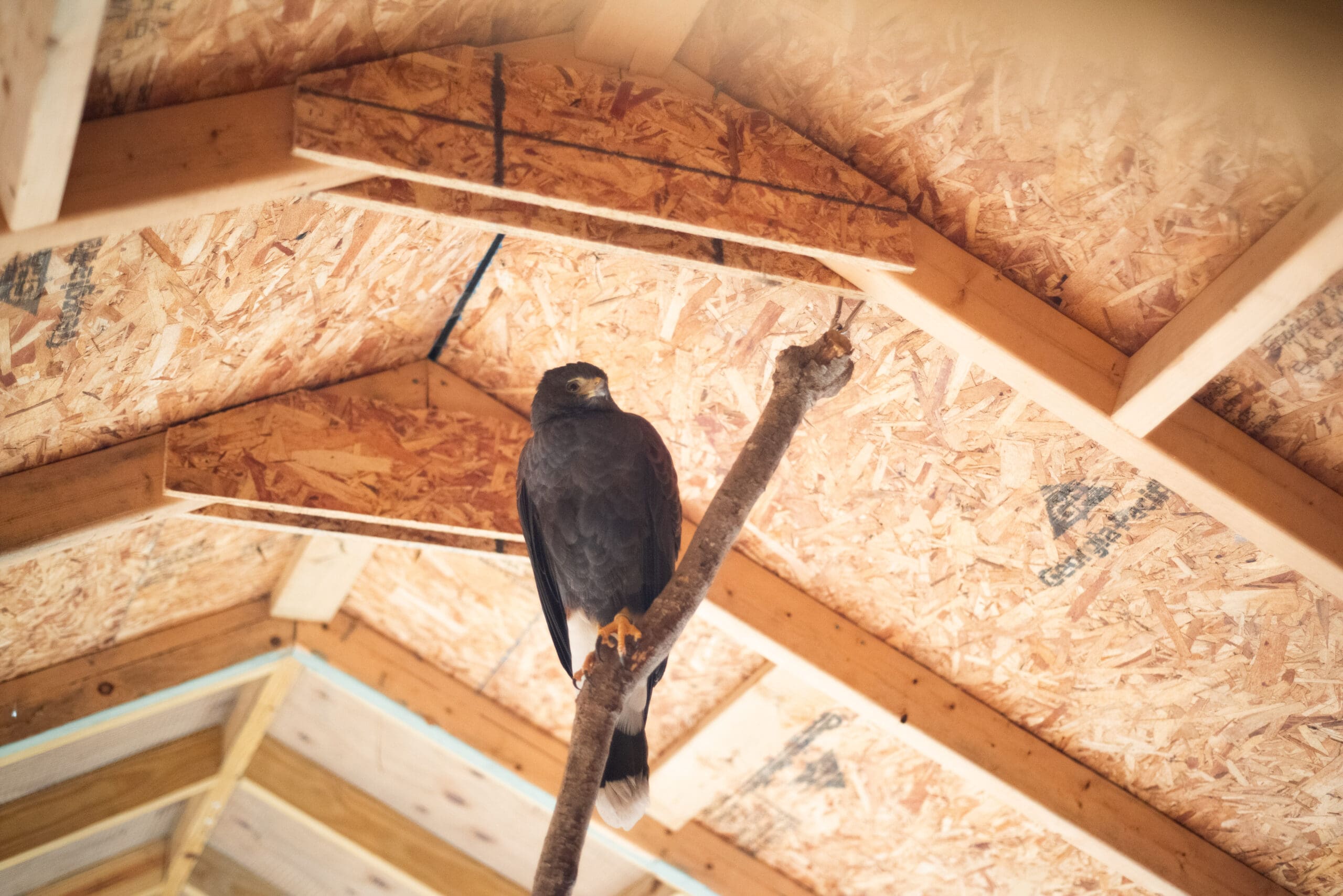 Harris Hawk | Virginia Living Museum