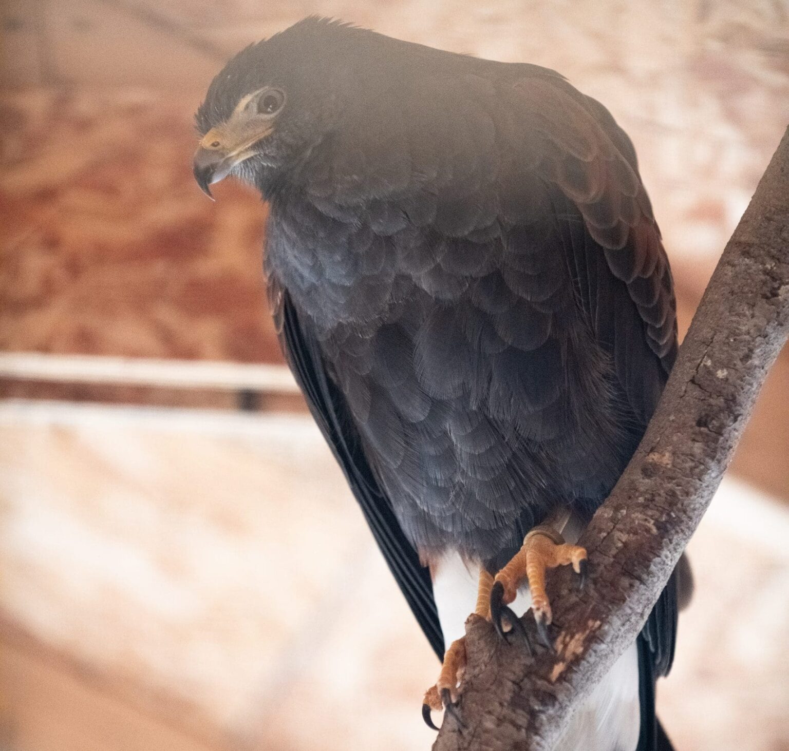 Identifying Common Snakes | Virginia Living Museum