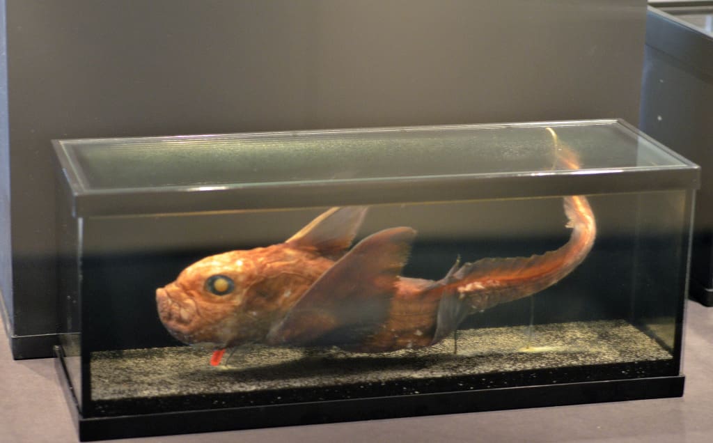 Deep Sea Fishes and Inverts - A Look Into "Beyond the Edge of the Sea ...