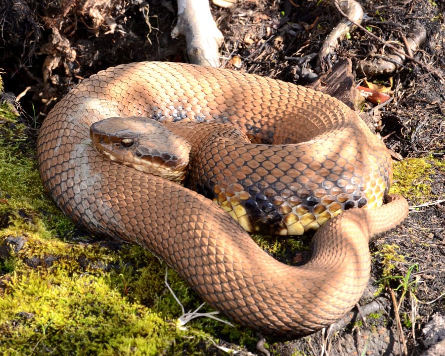 Herp Highlight #7: Eastern Cottonmouth | Virginia Living Museum