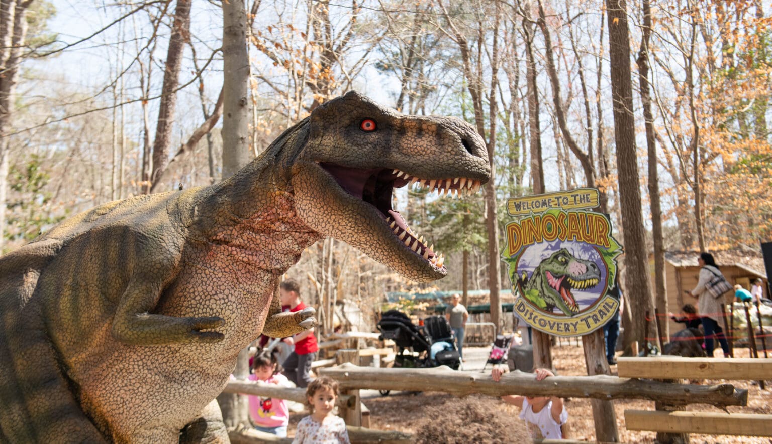 Bobcat | Virginia Living Museum