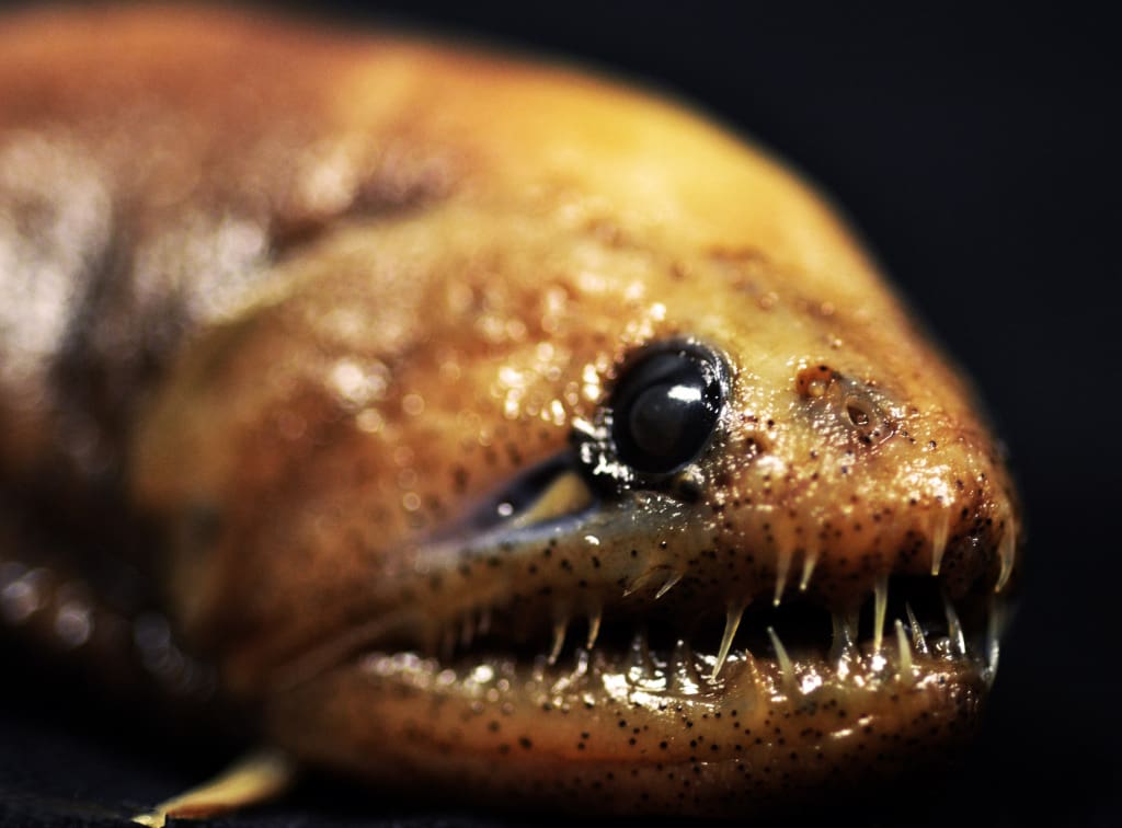 Deep Sea Fishes and Inverts - A Look Into "Beyond the Edge of the Sea ...