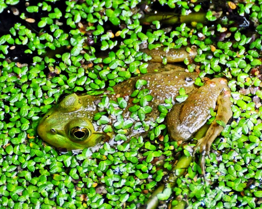 Become A Citizen Scientist With FrogWatch USA! | Virginia Living Museum