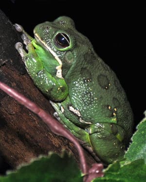 Become A Citizen Scientist With FrogWatch USA! | Virginia Living Museum