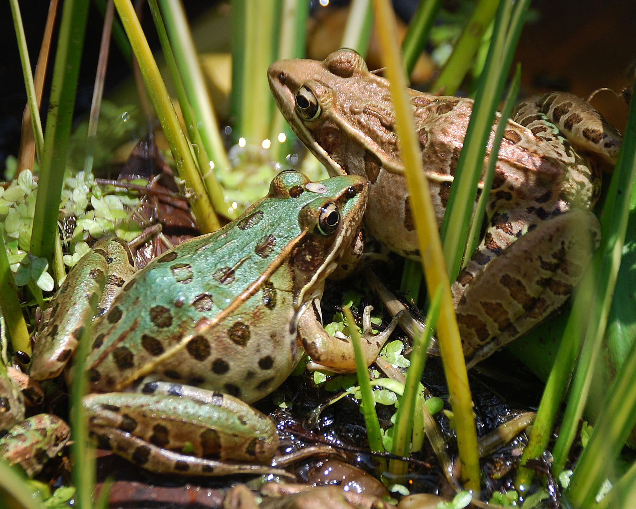 Become A Citizen Scientist With FrogWatch USA! | Virginia Living Museum Become A Citizen Scientist With FrogWatch USA! | Virginia Living Museum