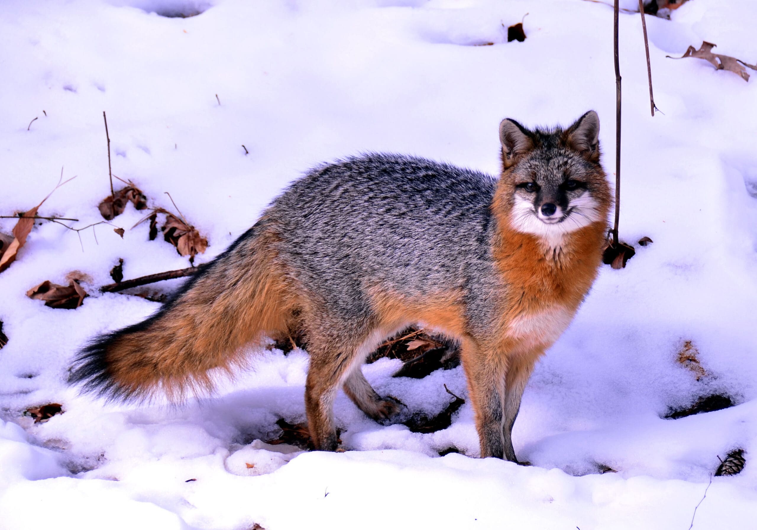Fox Species In Virginia Fox Kits | Southwest Virginia Wildlife Center