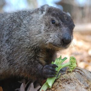 Chesapeake Chuck | Virginia Living Museum