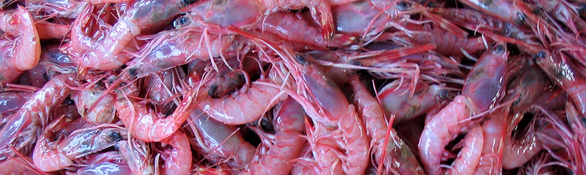 Seafood Watch | Virginia Living Museum