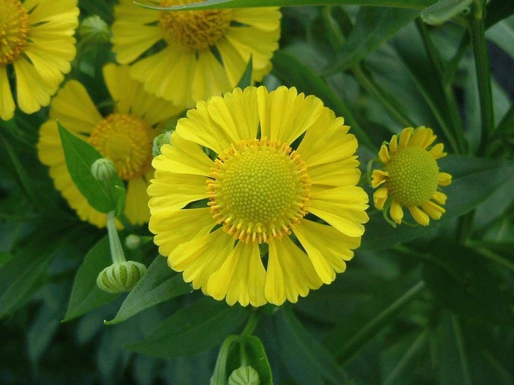 Helen’s Flower | Virginia Living Museum