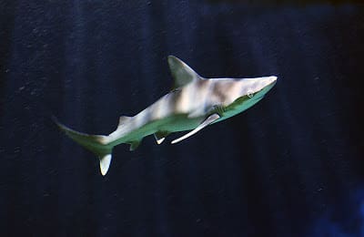 "Fred" the nurse shark makes his debut | Virginia Living Museum