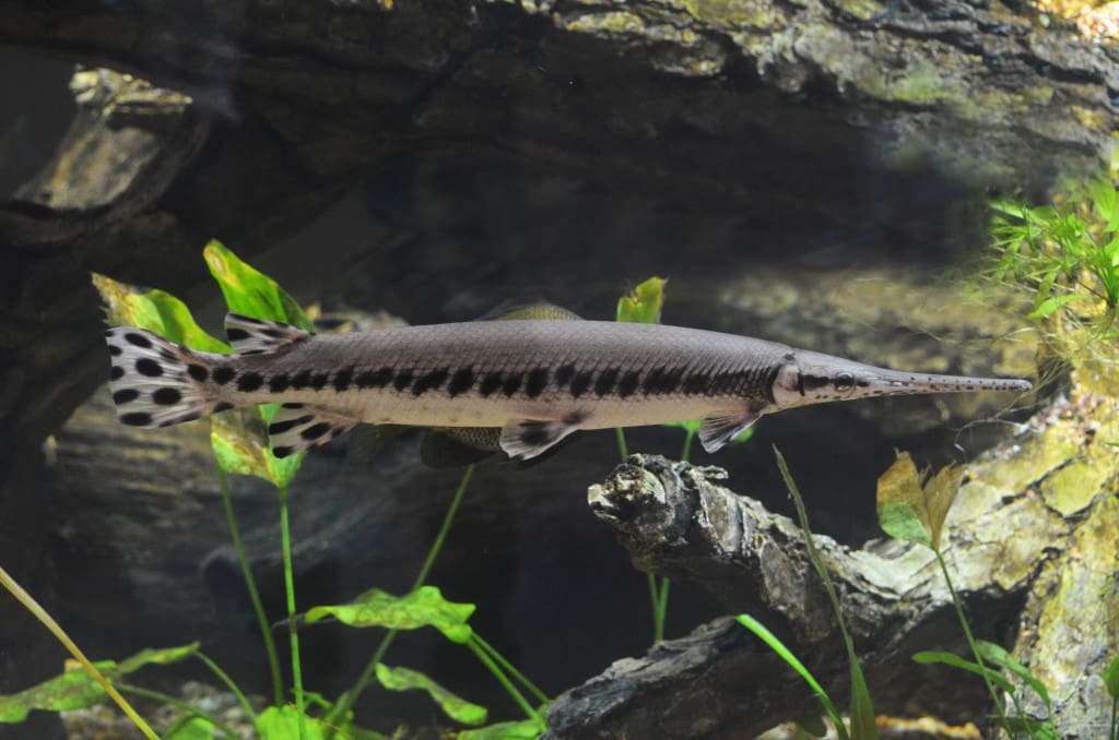 Longnose Gar | Virginia Living Museum