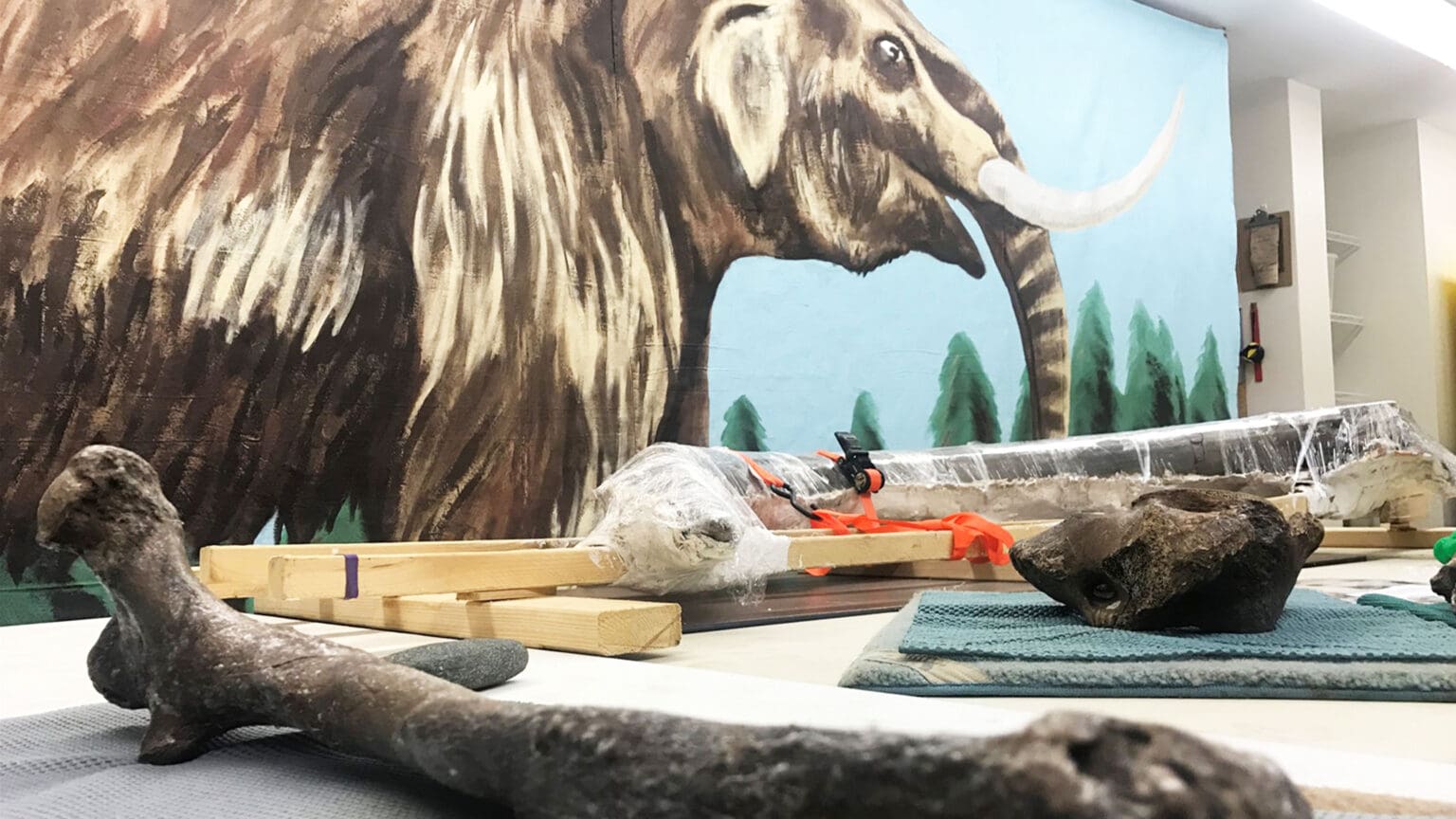 Become A Citizen Scientist With FrogWatch USA! | Virginia Living Museum