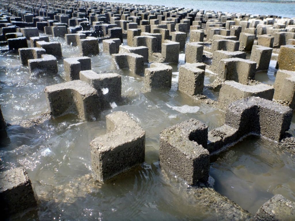 Oyster Restoration Project 2017 | Virginia Living Museum