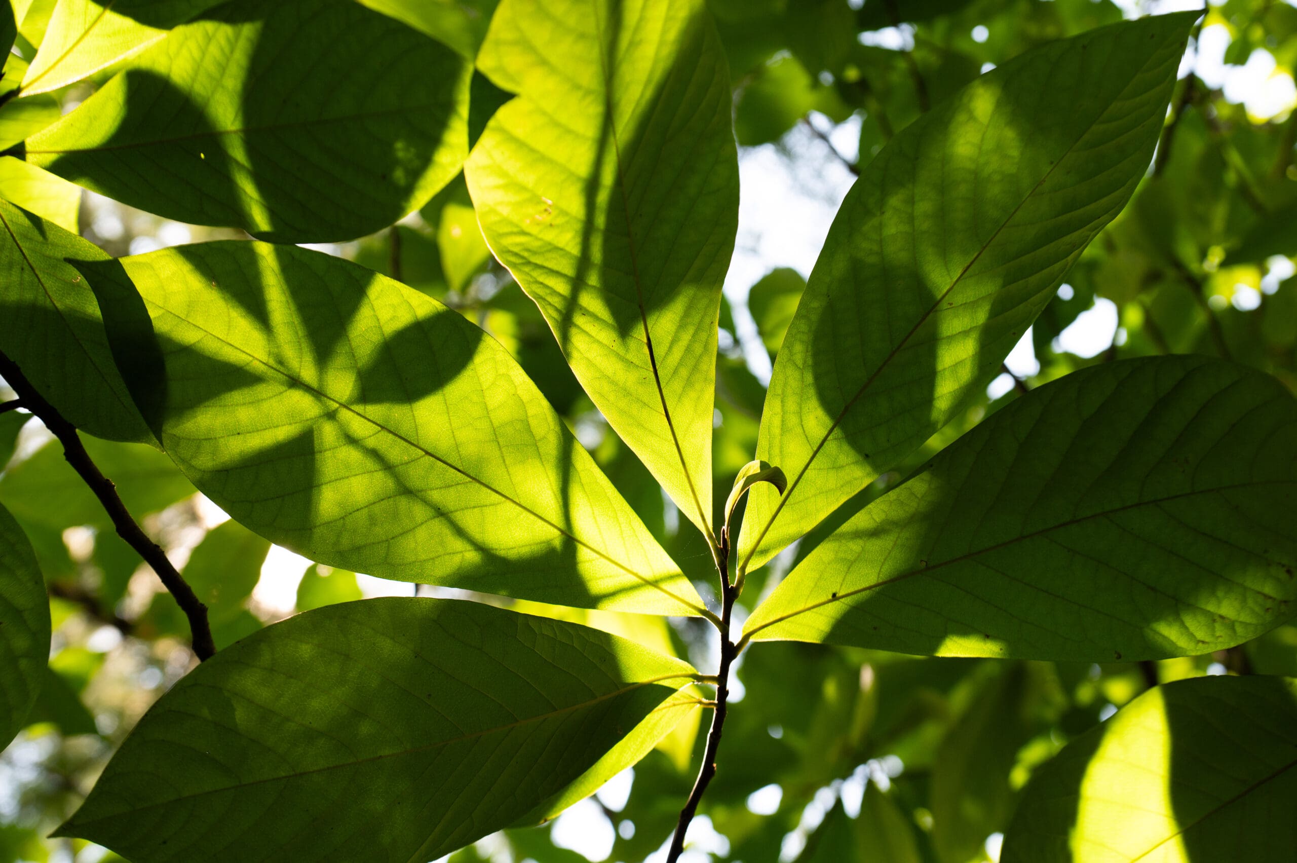 Virginia Native Plants | Virginia Living Museum