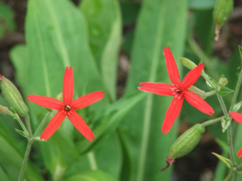 Fire Pink | Virginia Living Museum
