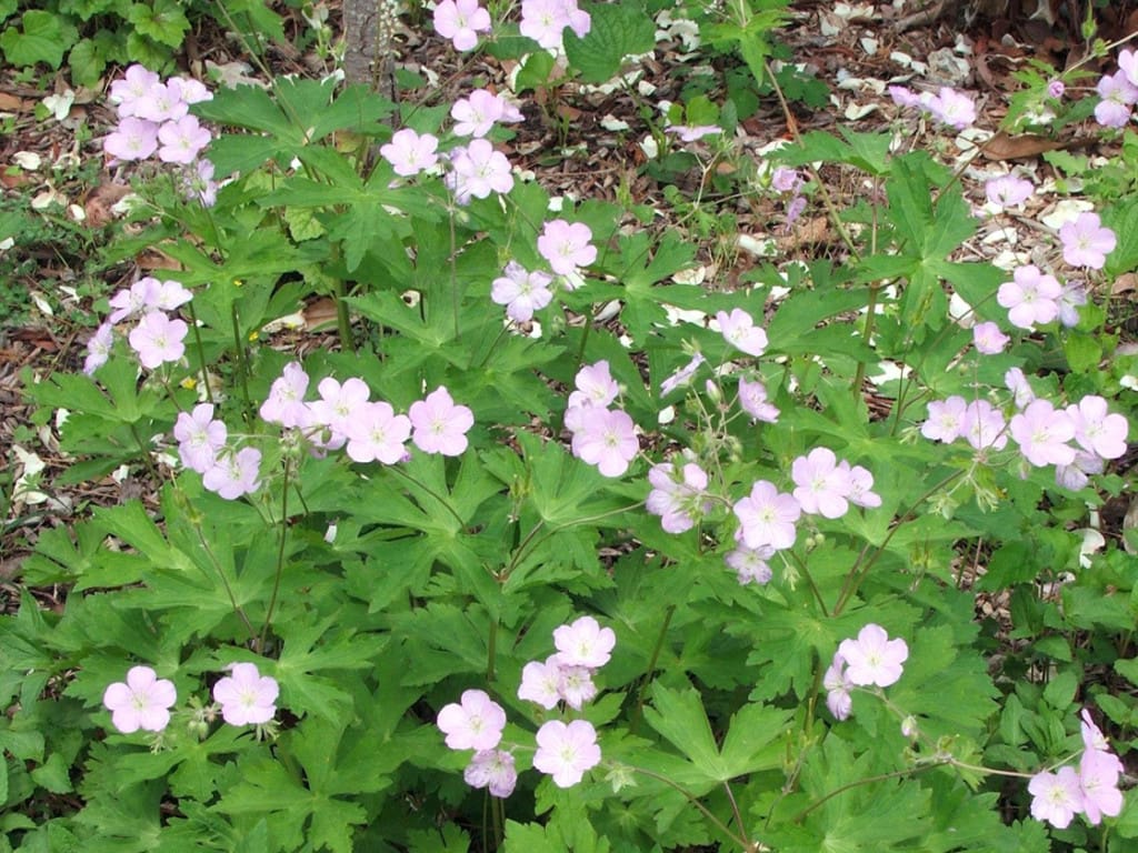 Wild Geranium | Virginia Living Museum