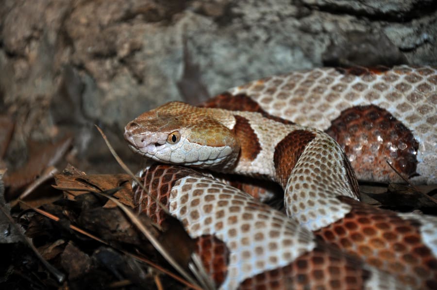 Herp Highlight #4: Northern Copperhead | Virginia Living Museum
