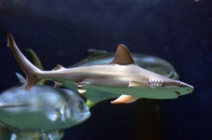 Two New Sandbar Sharks on Exhibit! | Virginia Living Museum