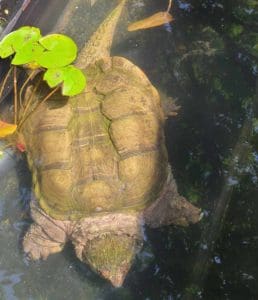 Virginia Living Museum | Snapping Turtle | Virginia Living Museum