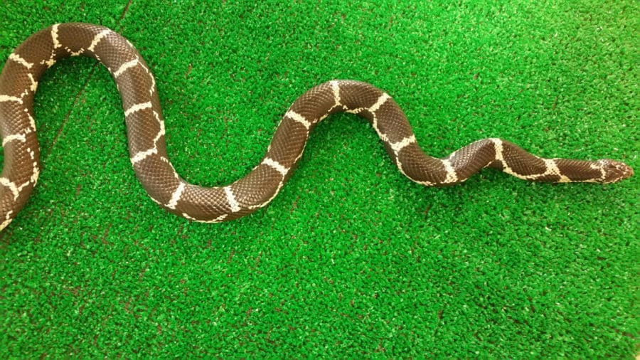 Identifying Common Snakes | Virginia Living Museum