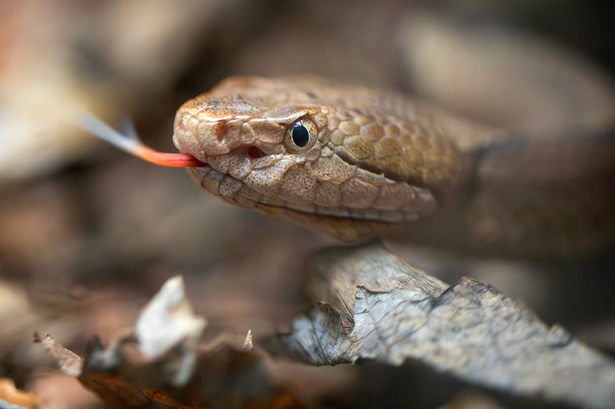 Virginia’s Common Snakes: How to Identify Them on Trails, Campsites ...